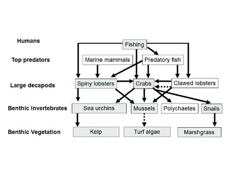 2 Conceptual Synthesis Major Documented Ecosystem Interactions Of Download Scientific Diagram