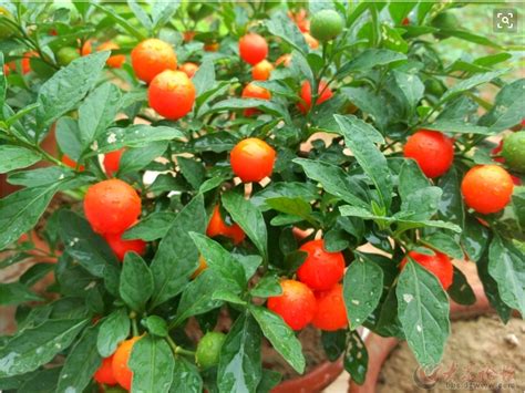 春节五代同堂盆栽五代同堂果寓意五代同堂果怎样弄造型大山谷图库