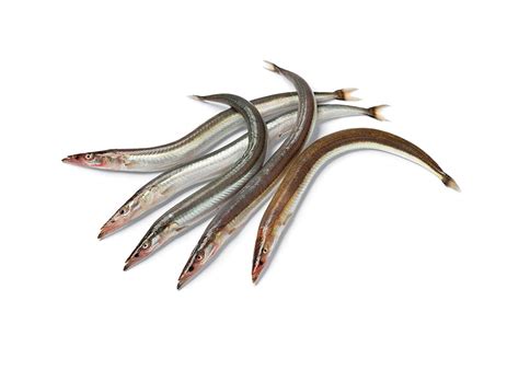 Everything Eats Sand Eels Salt Water Sportsman