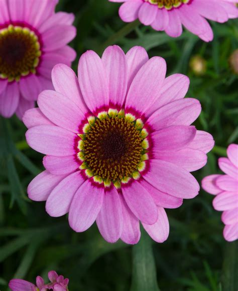Argyranthemum Frutescens Grandaisy Pink Halo Hayloft