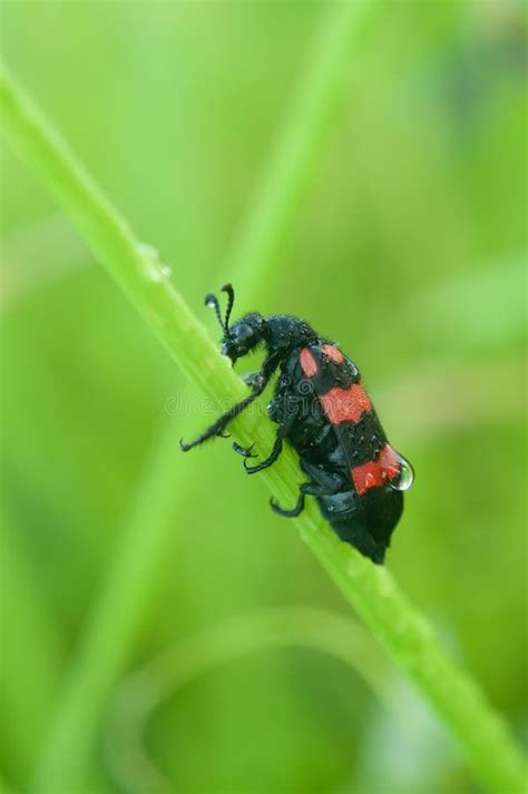 Red Bug Or Trichodes Apiarius Stock Image Image Of Wildlife Apiarius 310469761