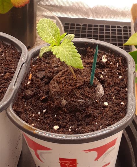 Do Si Dos Grow 28 October 2022 Do Si Dos 33 1 420 Magazine