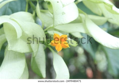 「bunga Bintang」の107点のロイヤリティフリー画像、写真素材、絵 Shutterstock