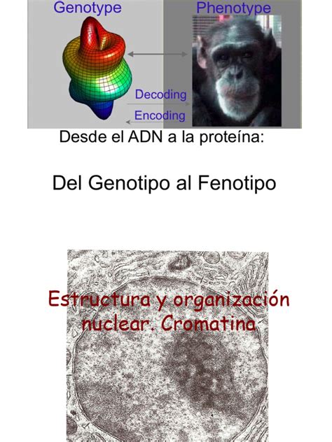 Nucleo Dna Pdf Adn Rna