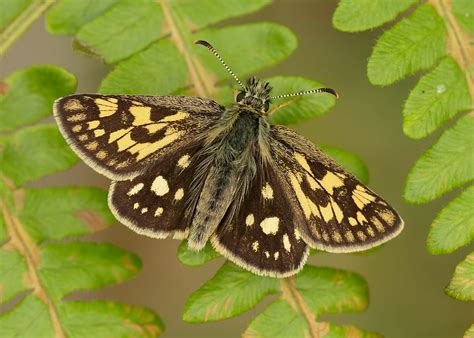 Chequered Skipper