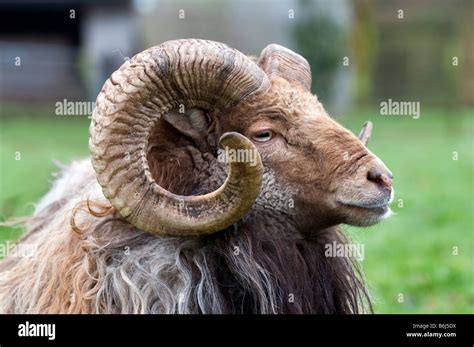 Ram Horns Logo Rams Horn Png Images Pngegg