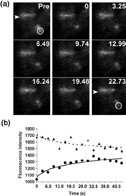 Frap Analysis A Micrographs From One Frap Experiment With Ftszgfp