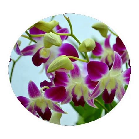 Dendrobium Plant At Rs 150piece Dendrobium Orchid Plant In New Delhi