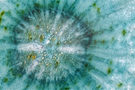 Microscopic View Of Carrot Root Stock Image Image Of Carrot Green