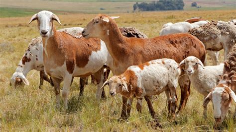 Top 10 South African Sheep Breeds You Need To Know Sheep And Goat