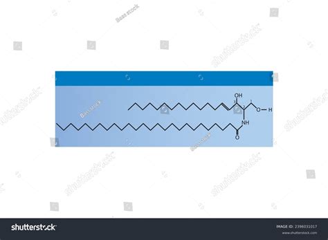Diagram Showing Schematic Molecular Structure Ceramide Stock Vector