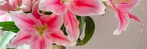 July Birth Flowers Larkspur Meaning And Water Lily Symbolism