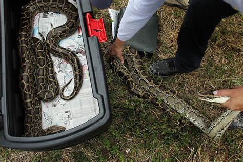 Longest Burmese Python Ever Caught In Florida