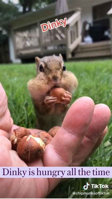 Dinky Is Hungry All The Time Cute Animals Funny Animals Cute Wild