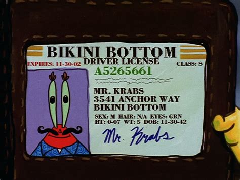 Spongebob Drivers License