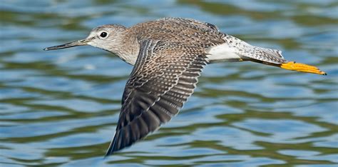 Lesser Yellowlegs Audubon