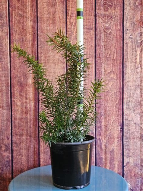 Hicks Yew Taxus X Media Hicksii Kingdom Place Nursery