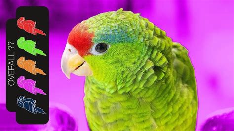 Red Crowned Parrot