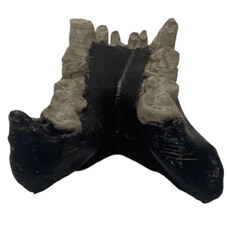 Dryopithecus Fontani Kayrote