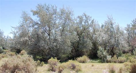 Identification And Management Of Russian Olive Extension University