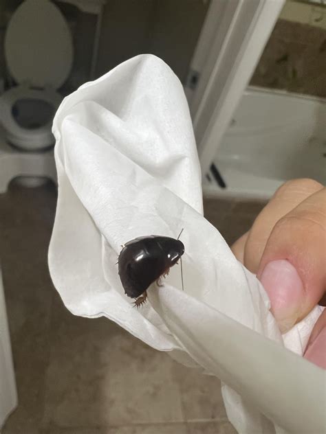 I Know Its A Cockroach But What Kind R Whatsthisbug