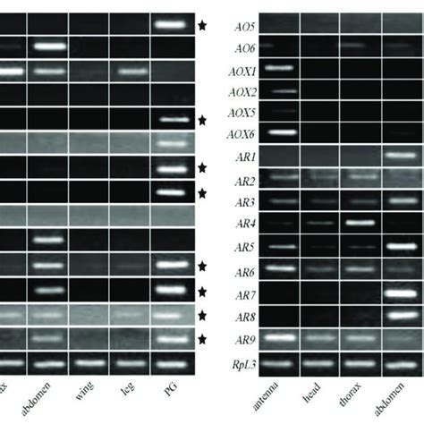 Expression Patterns Of Sex Pheromone Biosynthesis And Download