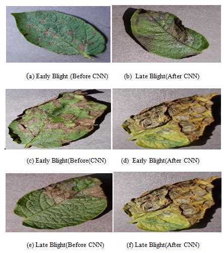 Deep Learning Based Pre Trained Model For Classification And Detection Of Potato Leaf Disease