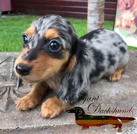 Black Dapple Dachshund