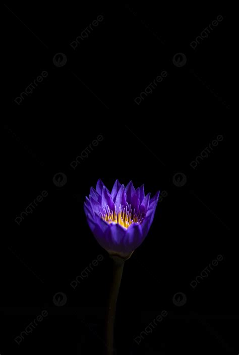 어두 운 색조 블 루 연꽃 연약 수련 배경 푸른 연꽃 수련 연꽃 배경 일러스트 및 사진 무료 다운로드 Pngtree