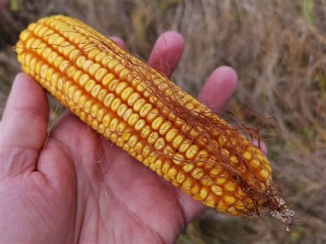 Huawei Mate Pro Review Sexiest Most Powerful Android Phone Of With Best Camera