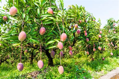 Guide To Mango Fertilization