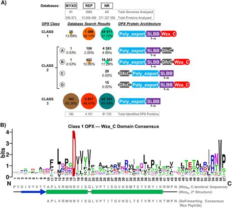 Structural Diversity Of Opx Proteins A Domain Organization And