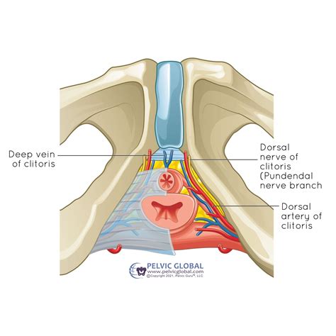 Pudendal Nerve Pelvic Floor Muscles Perineum Alcocks Canal Vagina