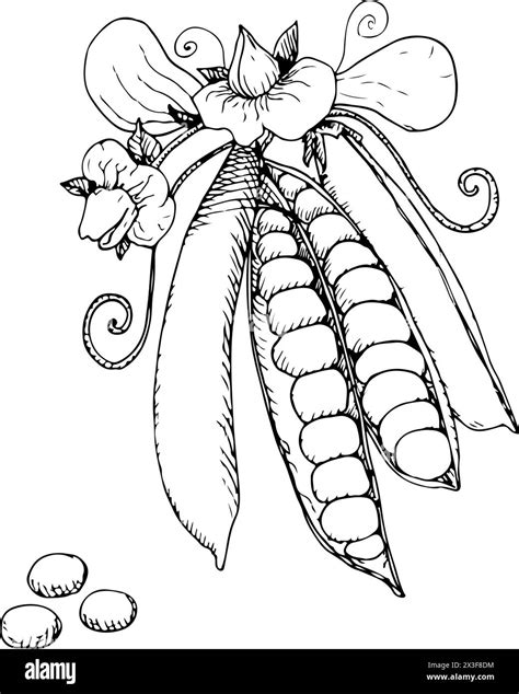 Pea Pods Hand Drawn Vector Illustration In Engraving Style Stock Vector