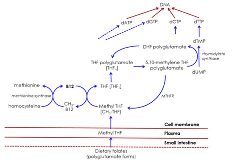 Introduction To Red Cell Abnormalities Hematopathology Flashcards