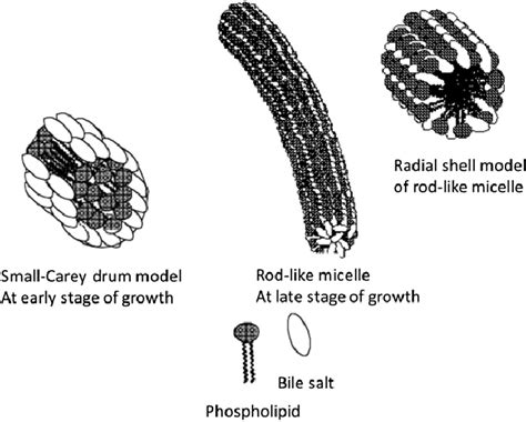 Molecular Arrangement Of The Drum Shaped Mixed Micelle Micelle