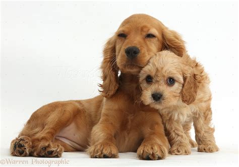 Dogs Cocker Spaniel Puppy With Cavapoo Puppy Photo Wp38332