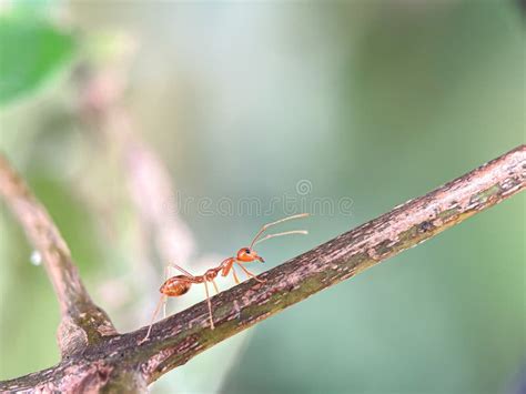 Weaver Ants Stock Image Image Of Color Branch Drop 327055665