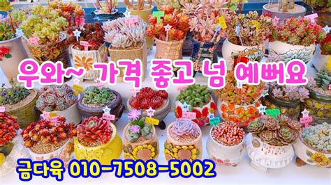 240114📍금다육 라울 레티지아 줄리아철화 흑사금 미니벨금 매직쨈골드 레드베리 을녀심 블루엘프 핑크미인 Youtube