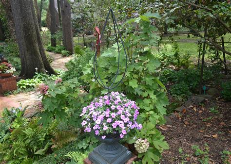 Hostas Hydrangeas Ferns Thrive In Shade The Panolian