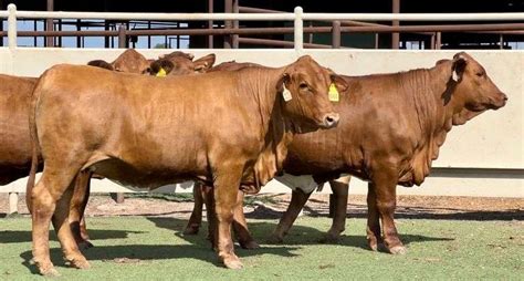 Bred Beefmasters Jandj Cattle Co