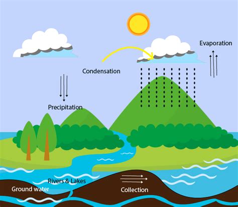 Water Cycle Diagram Of Class 6th At Doris Leverett Blog