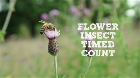 Flower Insect Timed Count Fit Count National Biodiversity Data Centre