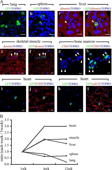Tissue Distribution Of Csps After Intravenous Transplantation A Csps Download Scientific