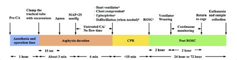 Six Min Asphyxia Cardiac Arrest Acacpr Model Protocol Our Protocol