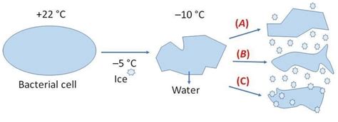 Schematic Representation Of The Cellular Response To Freezing A Slow