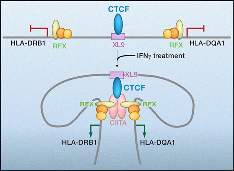 Ctcf Master Weaver Of The Genome Cell