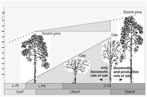 Comparison Of Growth Of Pine And Oak In Coniferous Forest Type Tree