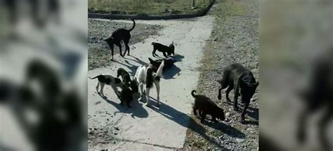 Llamado A La Solidaridad Para Cachorros Abandonados En La Calle