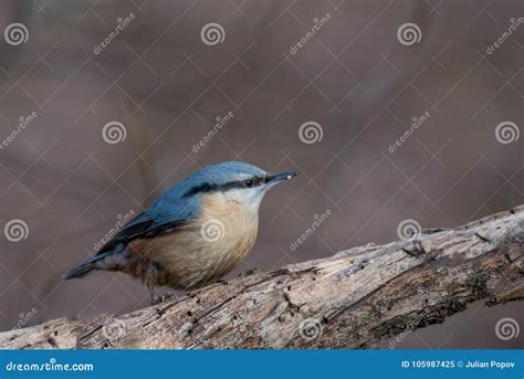 European Nuthatch Sitta Europaea On A Tree Bark Stock Image Image Of